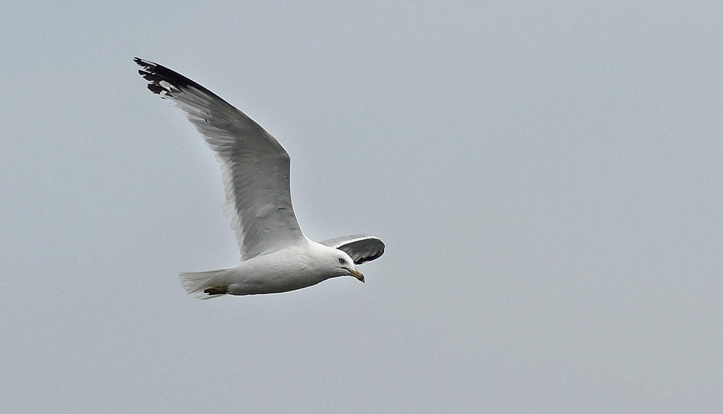 Seagull Gets The Randy Johnson Treatment, Blasted Mid-Flight During A ...
